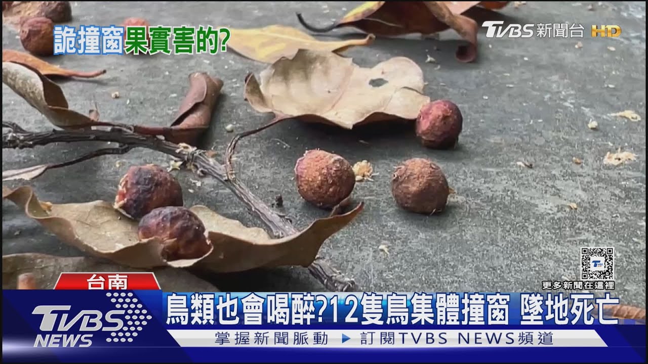 鳥類也會喝醉?12隻鳥集體撞窗 墜地死亡｜TVBS新聞 @TVBSNEWS02 - YouTube