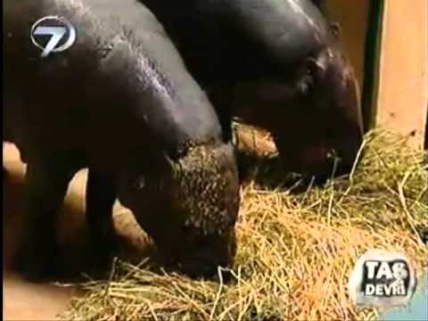 Atilla Taş ile Taş  Devri  DARICA HAYVANAT BAHCESI BÖLÜM  1