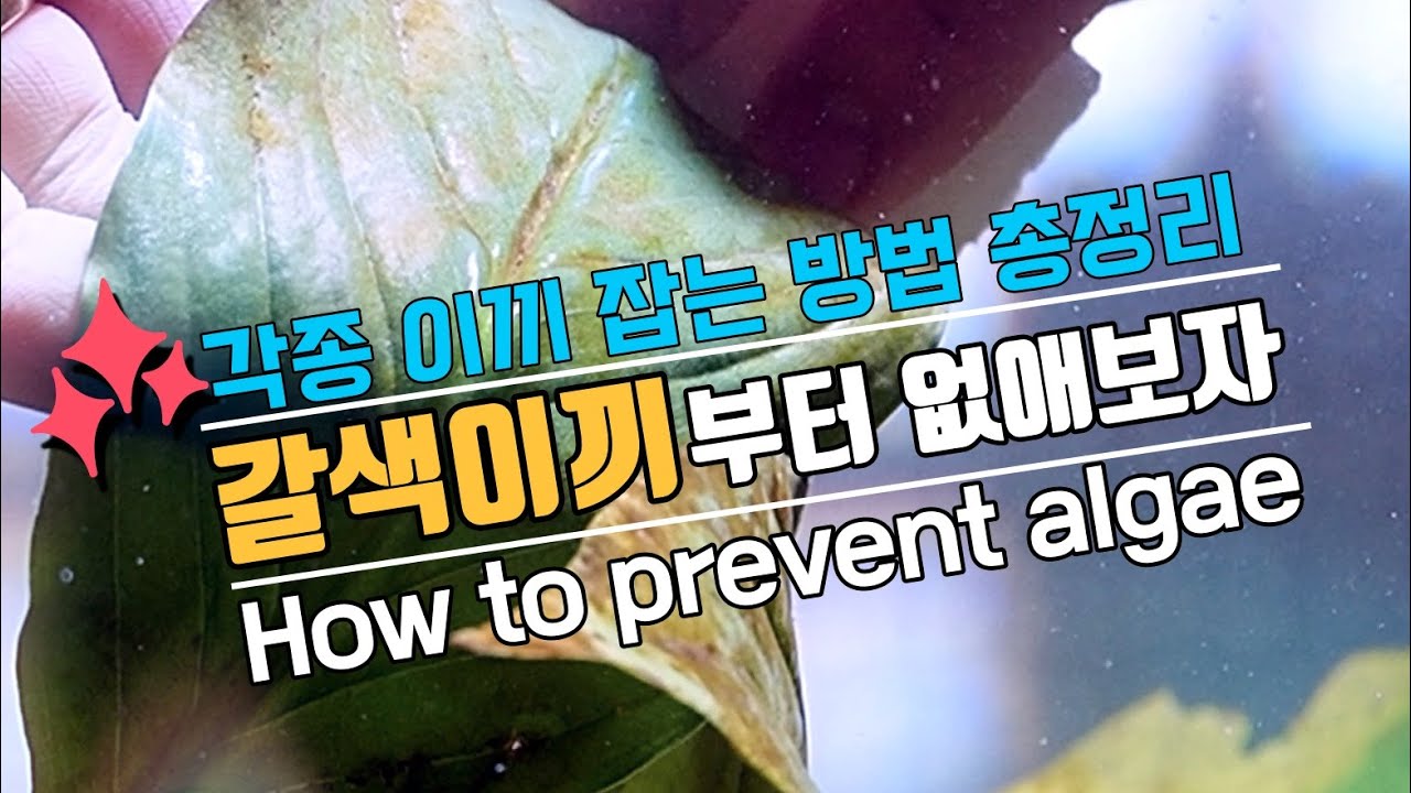 Brown algae(Diatoms) removal/how to prevent algae/algae eaters - YouTube