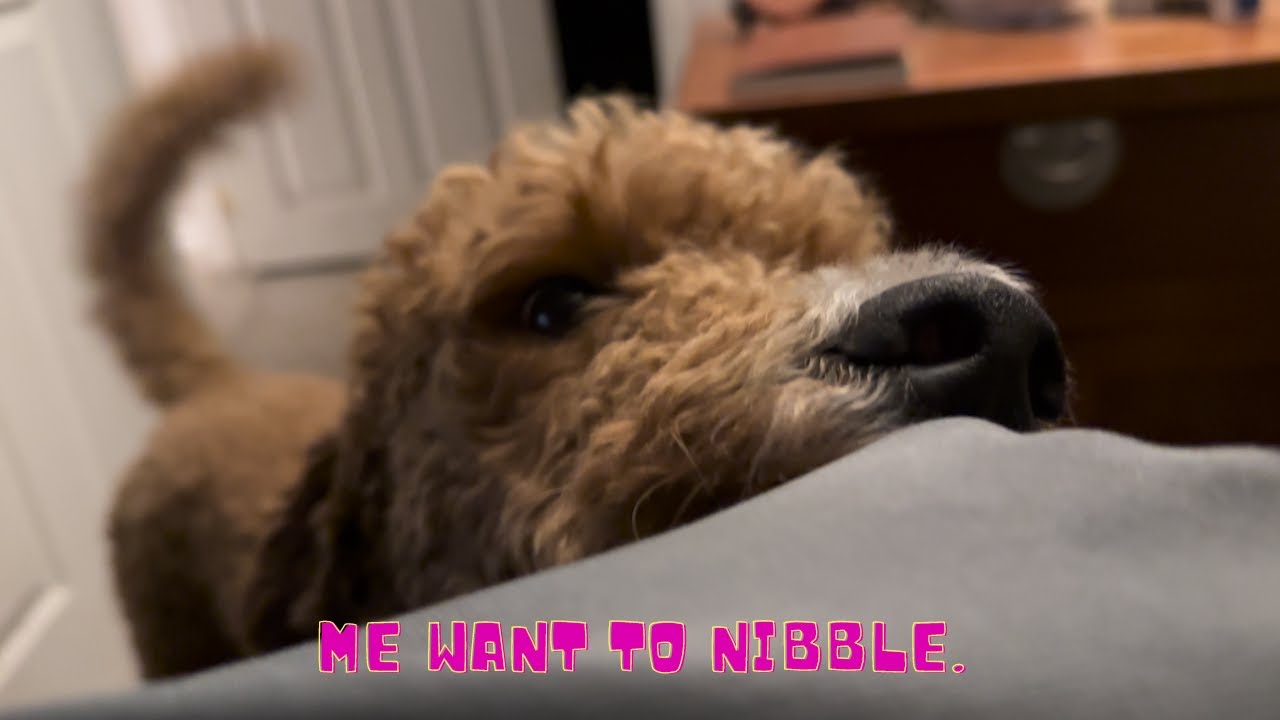 Standard Poodle Cobbing (Friendly Biting) - YouTube