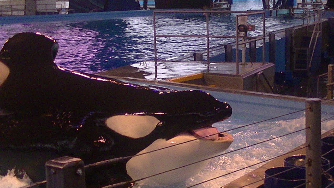Kyuquot & Tuar Show (Orca Encounter) May 1, 2021 - SeaWorld San Antonio ...