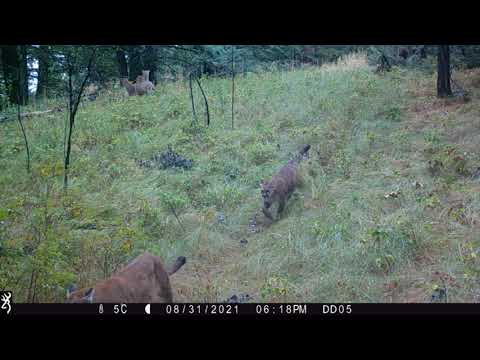 2021 Trail Cam Footage - Bears, Moose, Wolves, Cougars, Mule Deer and More!