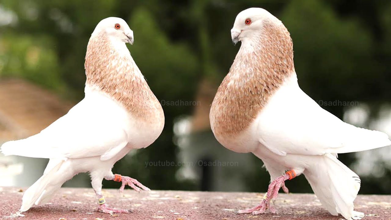 Gorguero 2021 Spanish Pouter Pigeon for sale - গরগুয়েরো স্প্যানিশ ...