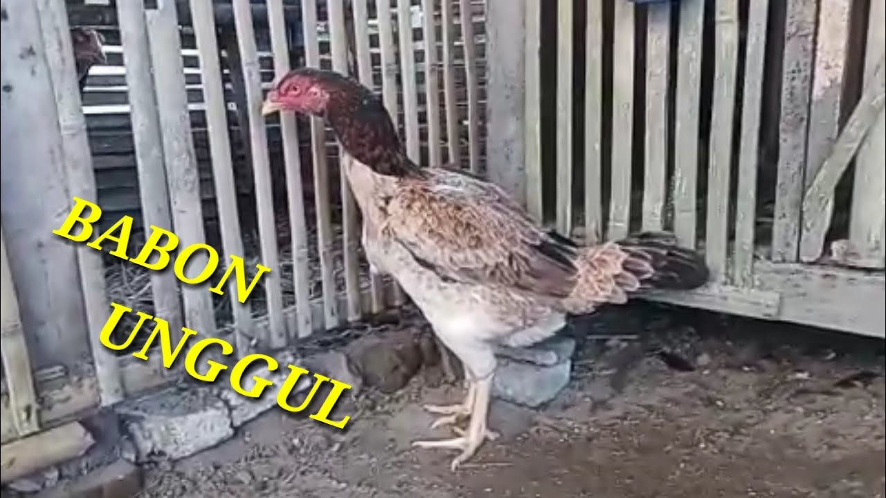 Babon Unggul Indukan Ayam Aseel Berkualitas Youtube