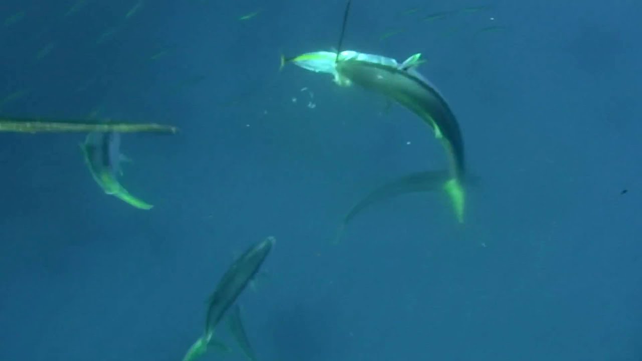 Kingfish vs Koheru - YouTube