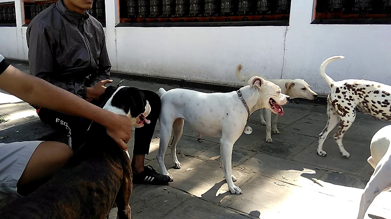 Boxer attack - YouTube