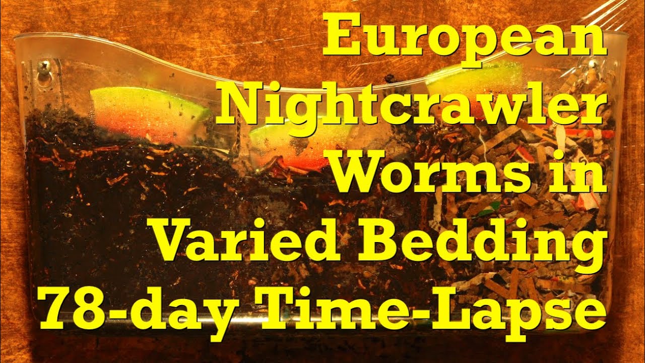 European nightcrawler worms in various bedding FAST TIME-LAPSE ...
