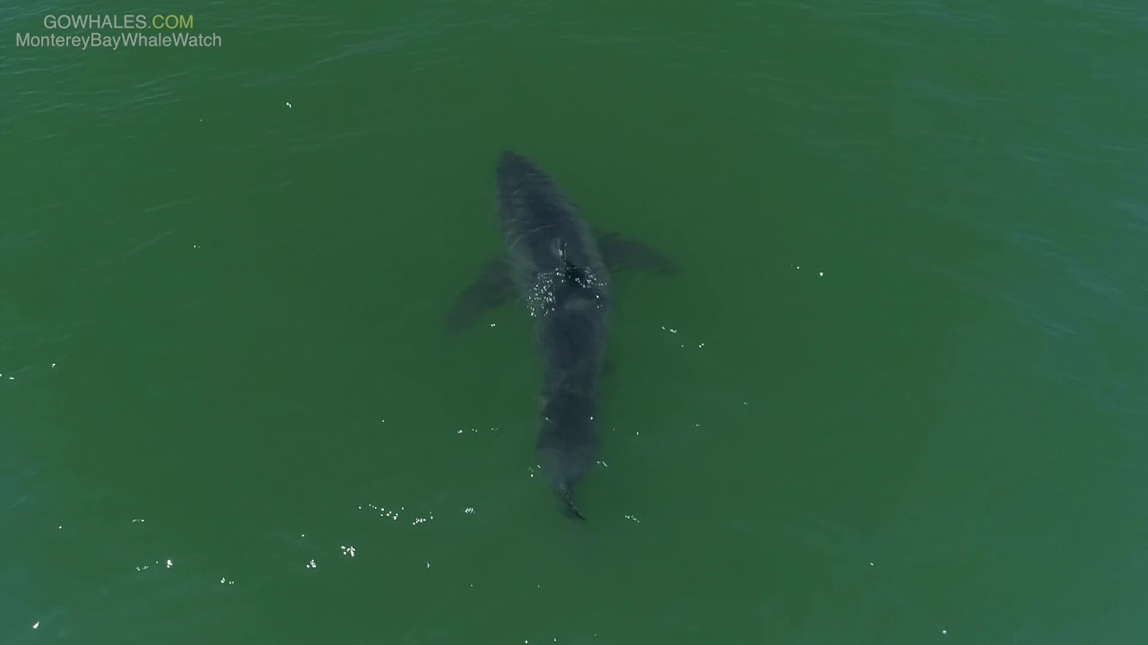 Aerial Footage of Great White Sharks - YouTube