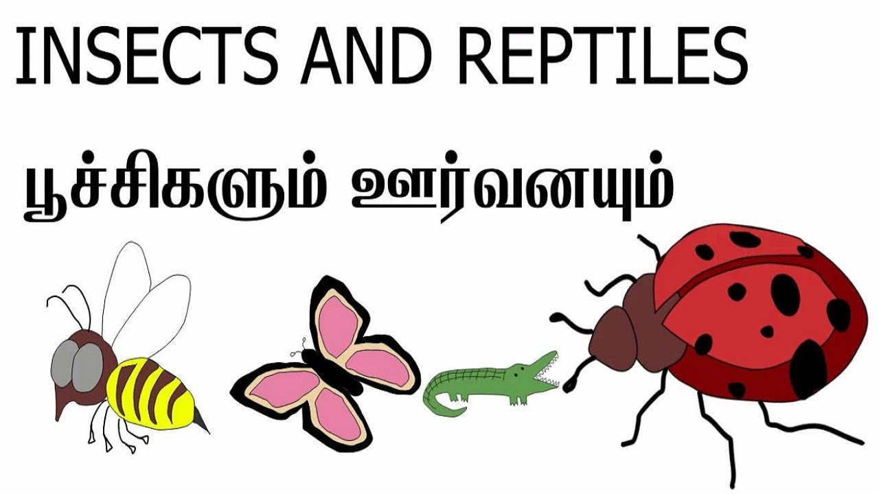 insects and reptiles - YouTube
