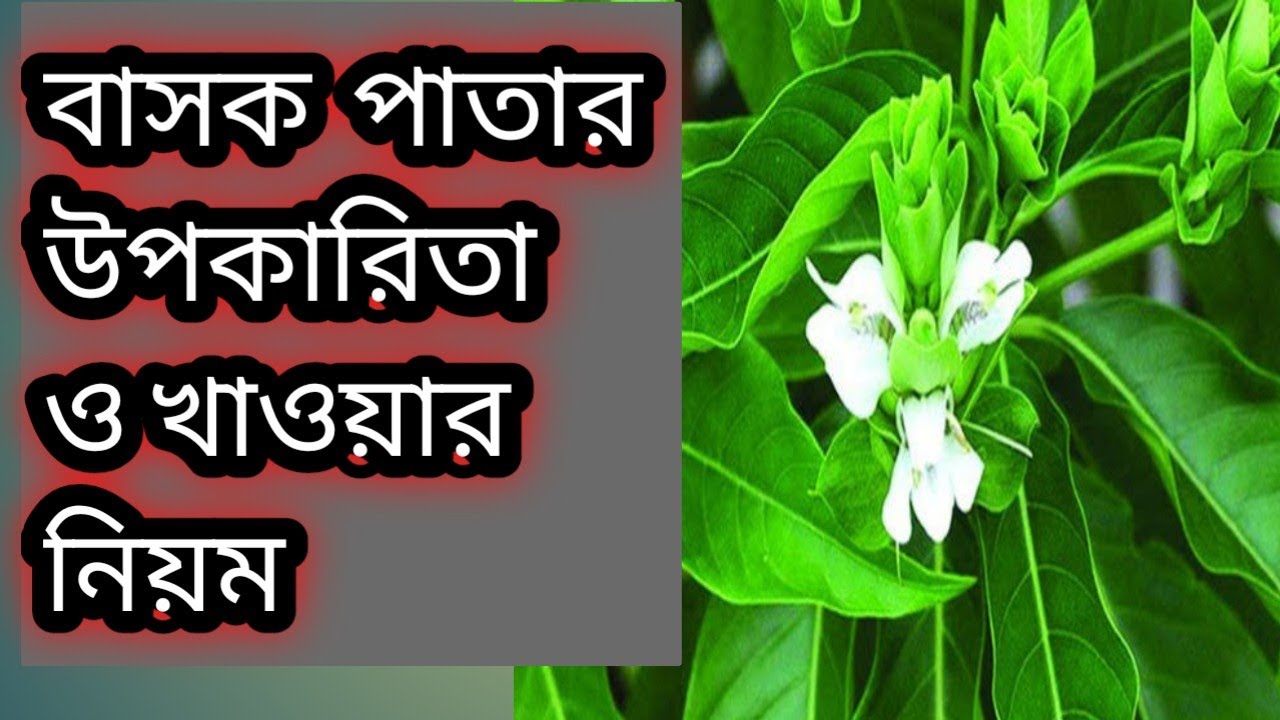 বাসক পাতা কি? বাসক পাতার উপকারিতা ও খাওয়ার নিয়ম .. What is bask leaf ...