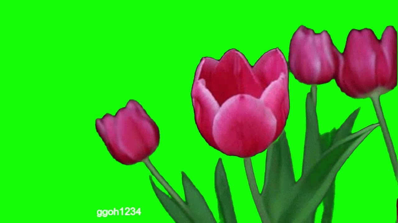 Beautiful Tulips bloom in green screen - YouTube