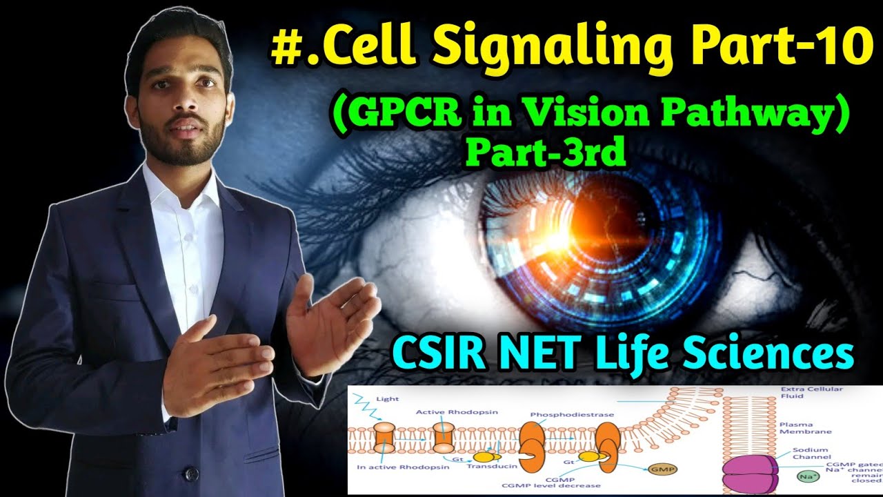 GPCR in Vision Pathway || GPCR Vision Pathway Inhibitors || Cell ...