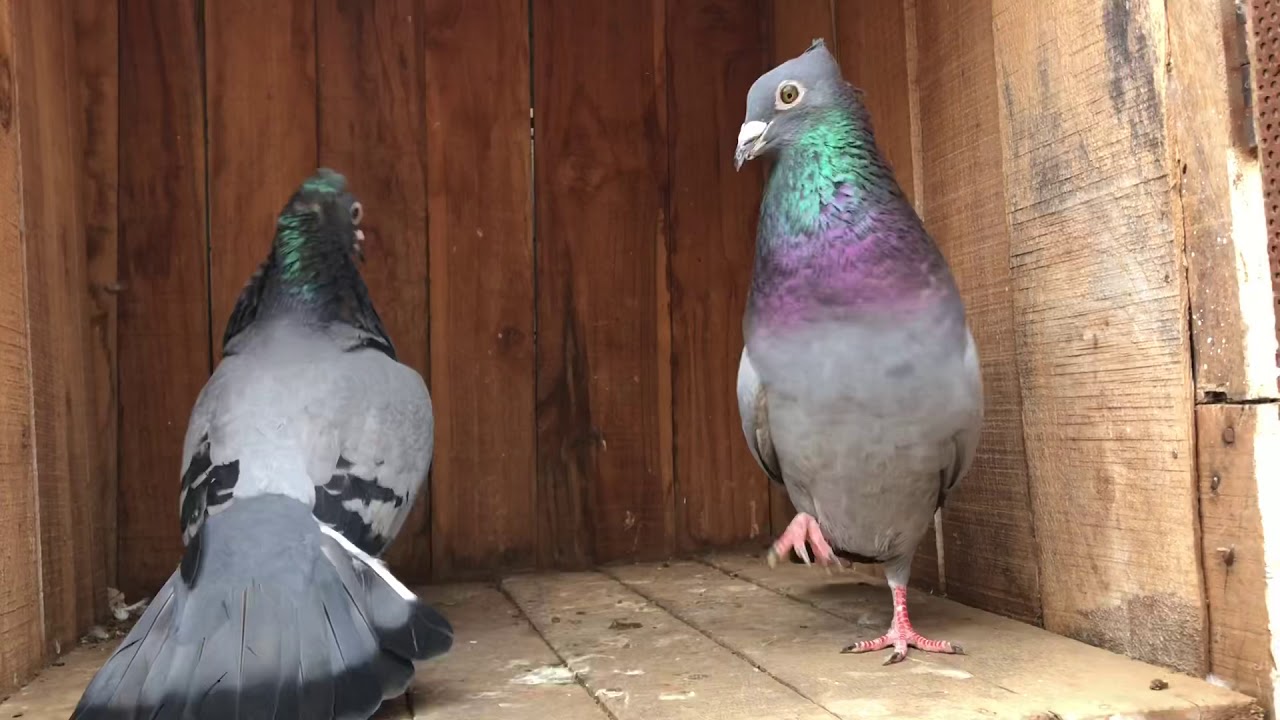 Most Beautifull pigeons - YouTube