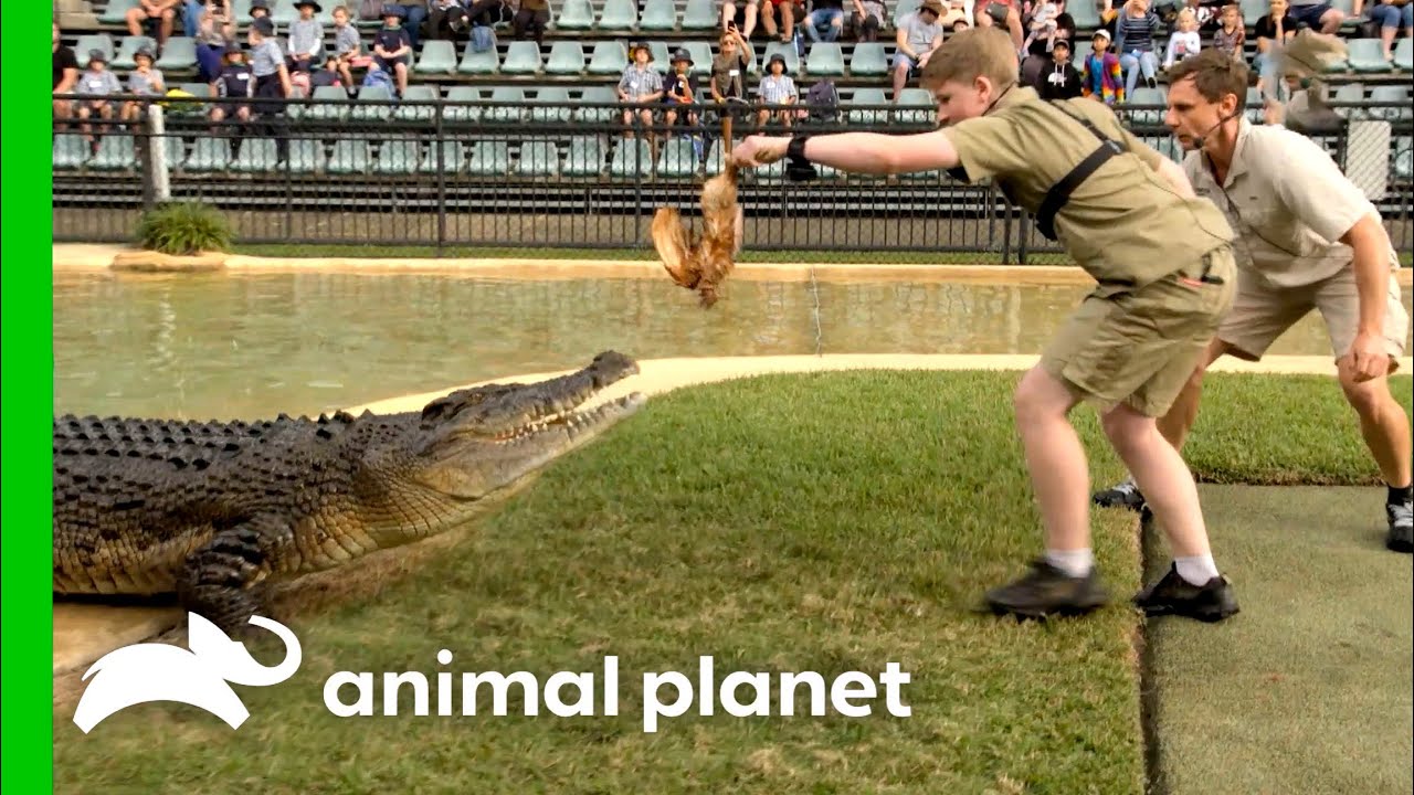 Robert Irwin Lures Crocodile Into Death Roll | Crikey! It's The Irwins ...