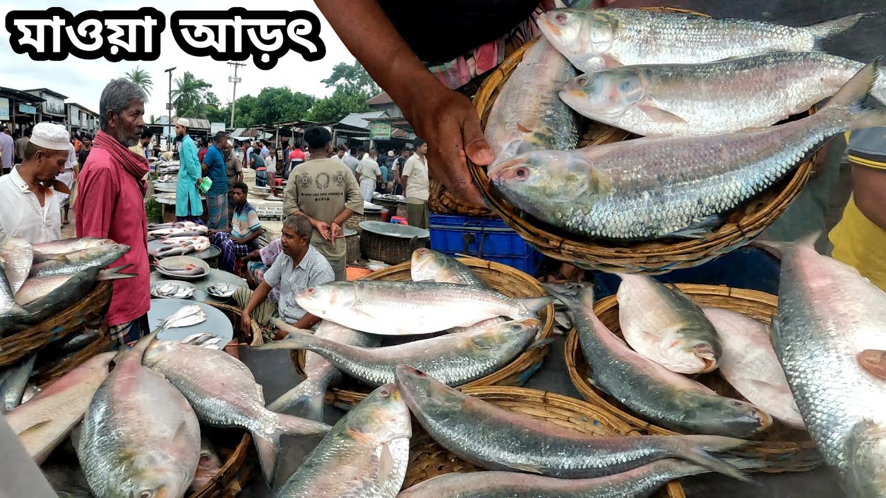 পদ্মার বড় বড় সাইজের ইলিশ মাছ কতটা সস্তায় বিক্রি হচ্ছে (মাওয়া ঘাট ...