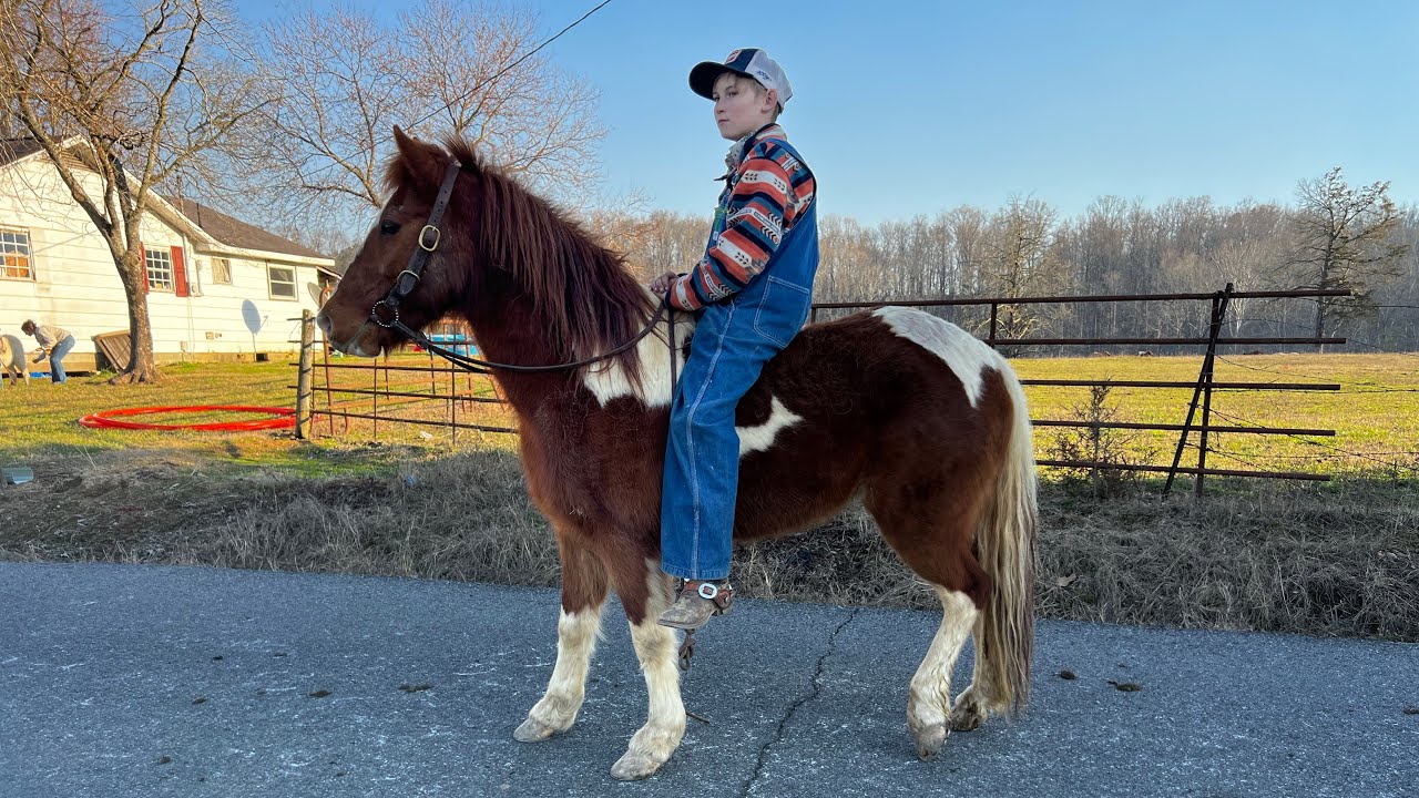 TSP LOT# 2564 - PAINT PONY - GELDING - 10 YO - 13 H - $1200 - YouTube