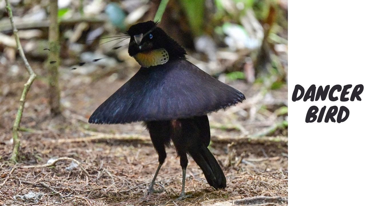 Exquisite Bird of Paradise Dance|The Most Beautiful birds in the World ...