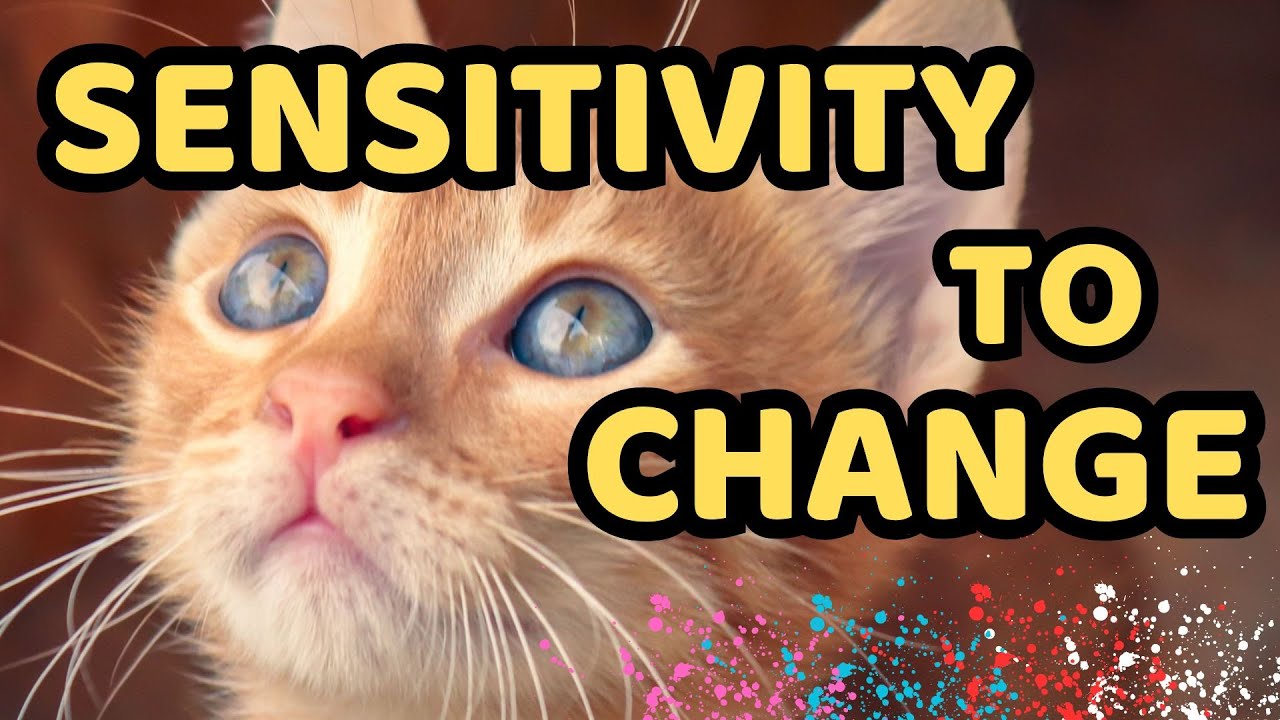 Why Cats LOATHE Changes To Their Normal Routine - YouTube