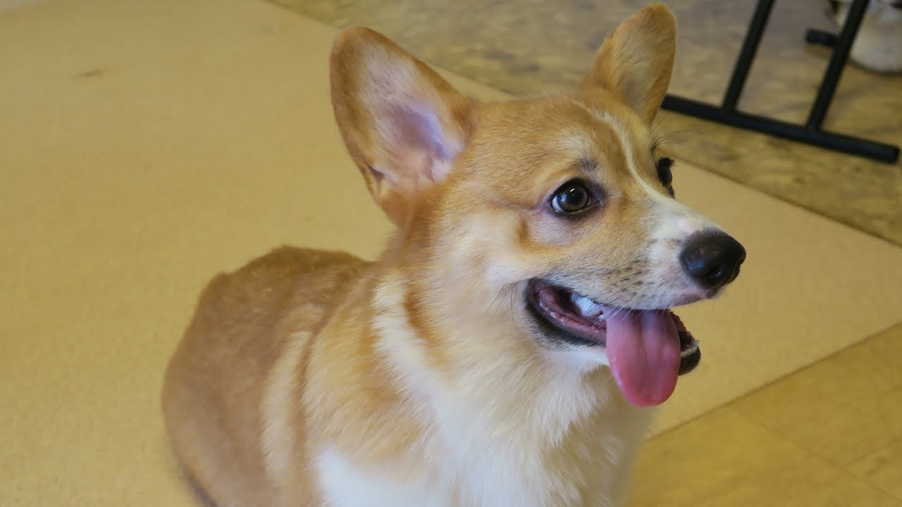 Adorable Corgi Café in Japan 🐶💕 - YouTube