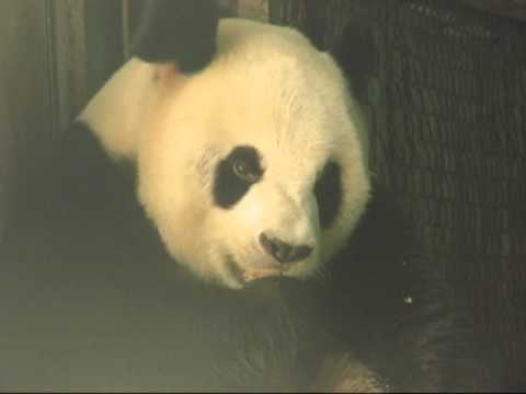 Lei Lei The Panda Mom Without Left Paw 斷掌貓熊媽媽雷雷 (I) - YouTube