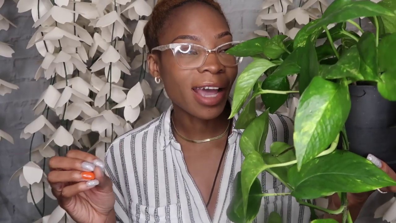 Pothos | Plant Based - YouTube