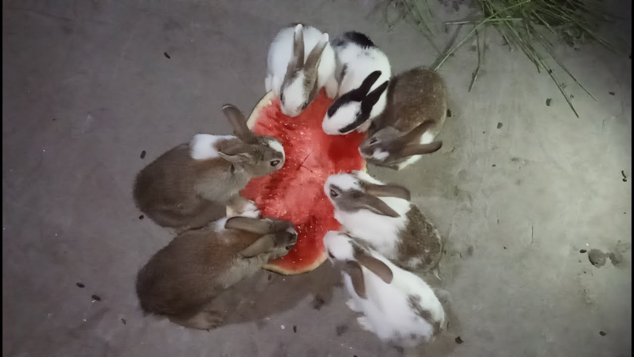 Caring for new born rabbits information | diet of baby rabbits | cute ...