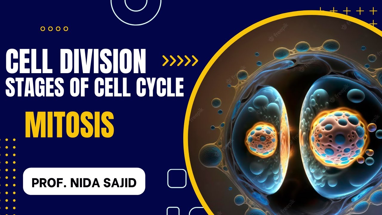 Cell Cycle Mitosis