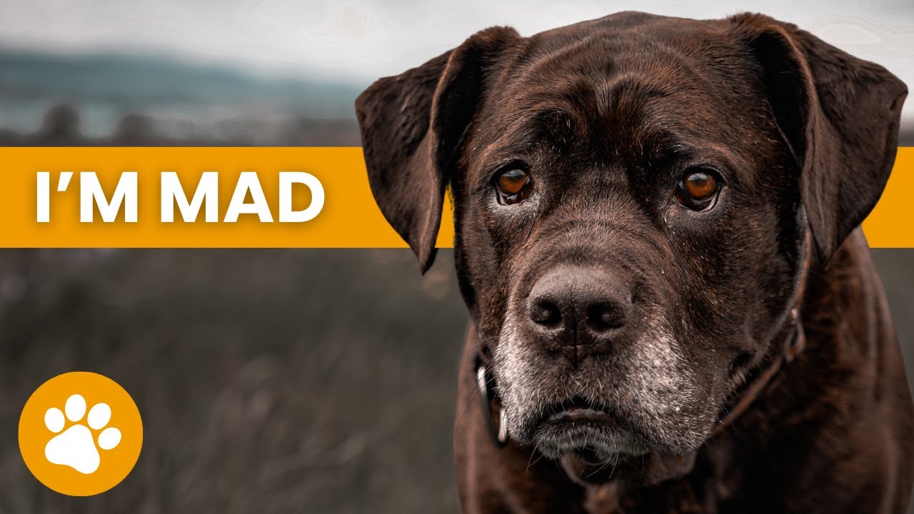 10 Signs Your Dog Is Mad At You - YouTube