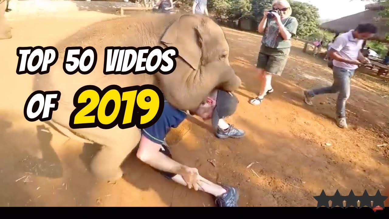 Funniest Animals Scaring People Of 2019!!! Reaction - YouTube