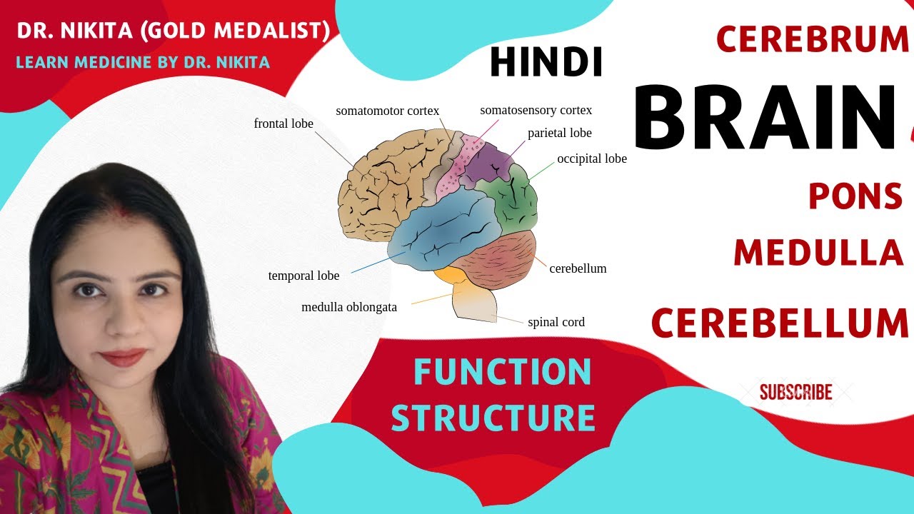 Parts of Brain Fore Brain Mid Brain Hind Brain| Cerebellum Cerebrum ...