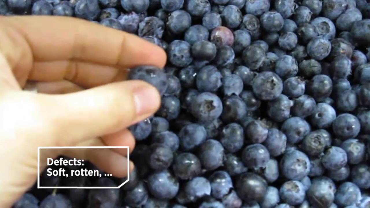 Blueberry sorting machine Primus - TOMRA Sorting - YouTube