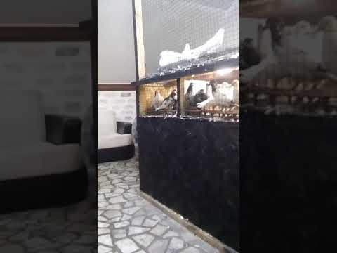 Guyecin ihaısi havuz başı
