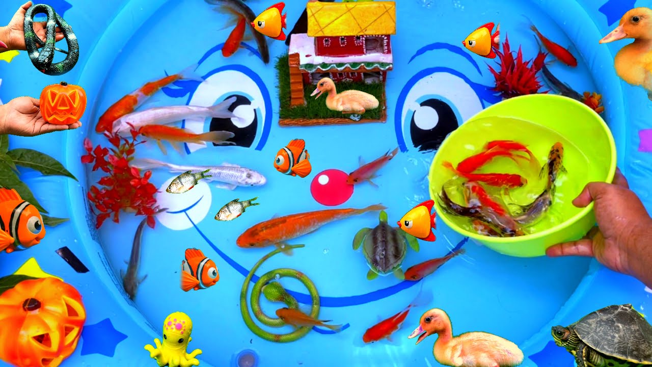 Fishes In Pool, Fish Tank, Spider, Ducks, Eel Fish, Big Fishes, Shark ...