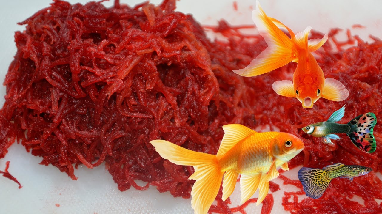 Feeding Beetroot to Aquarium Fish | Feeding Veggies to Fish | Goldfish ...