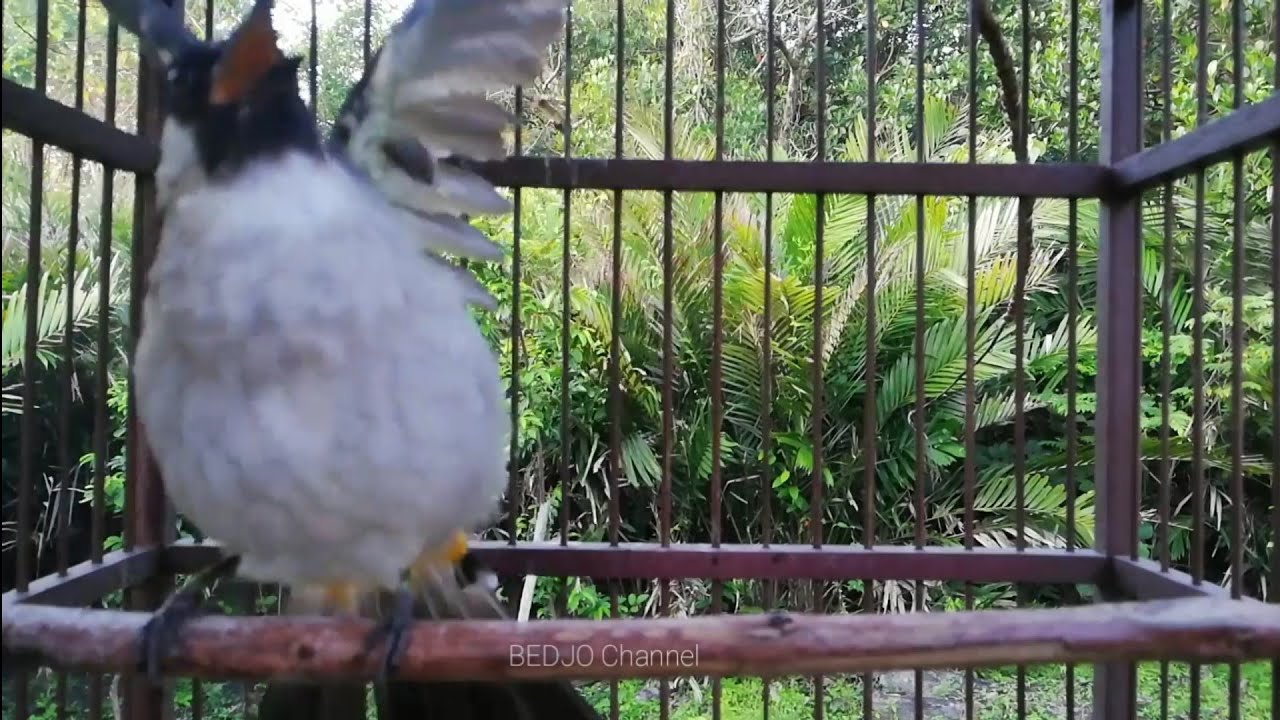 Suara Kicau Burung Kuting Gacor Nggaruda - YouTube