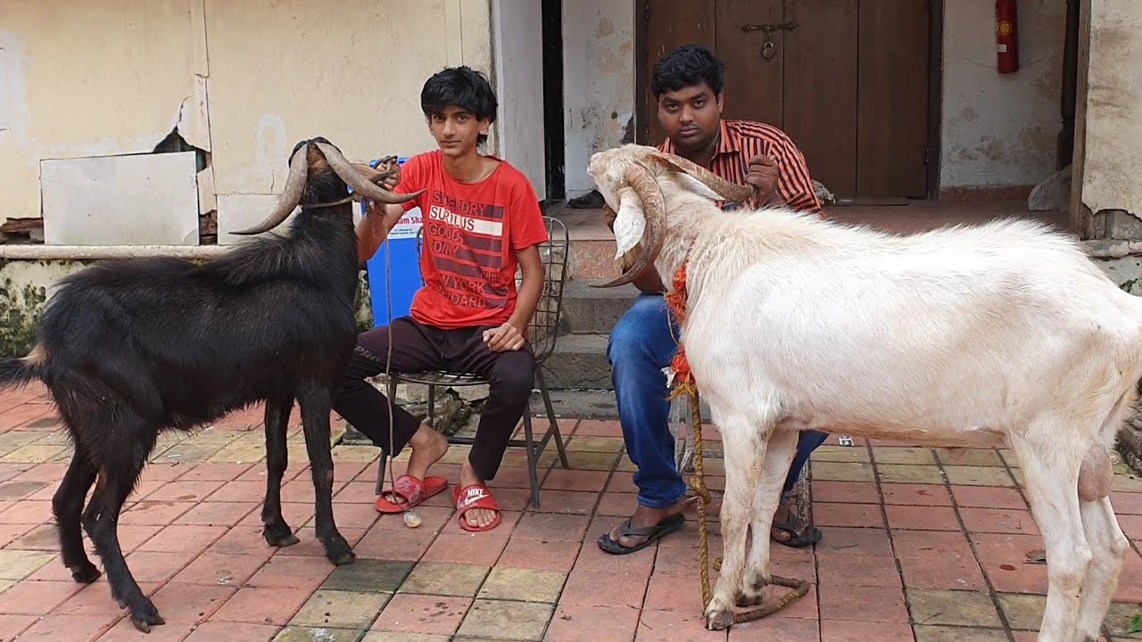 GK Goat Farm Ke Sannean Goats Mumbai Central. - YouTube