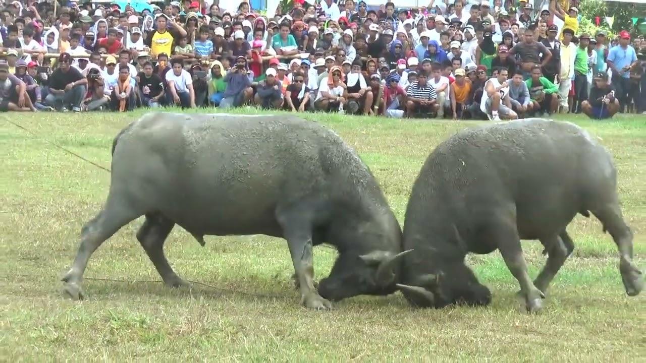 Tradional Carabao fighting...Turogpo - YouTube