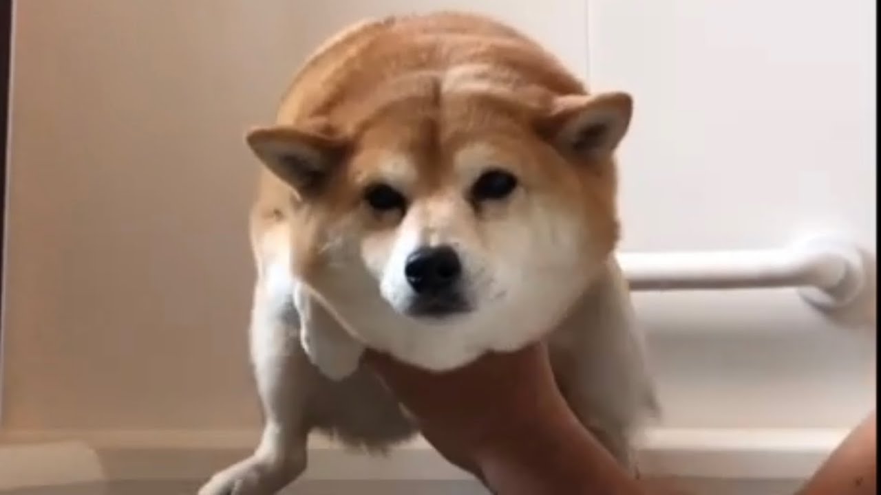 Swim Shibe - YouTube