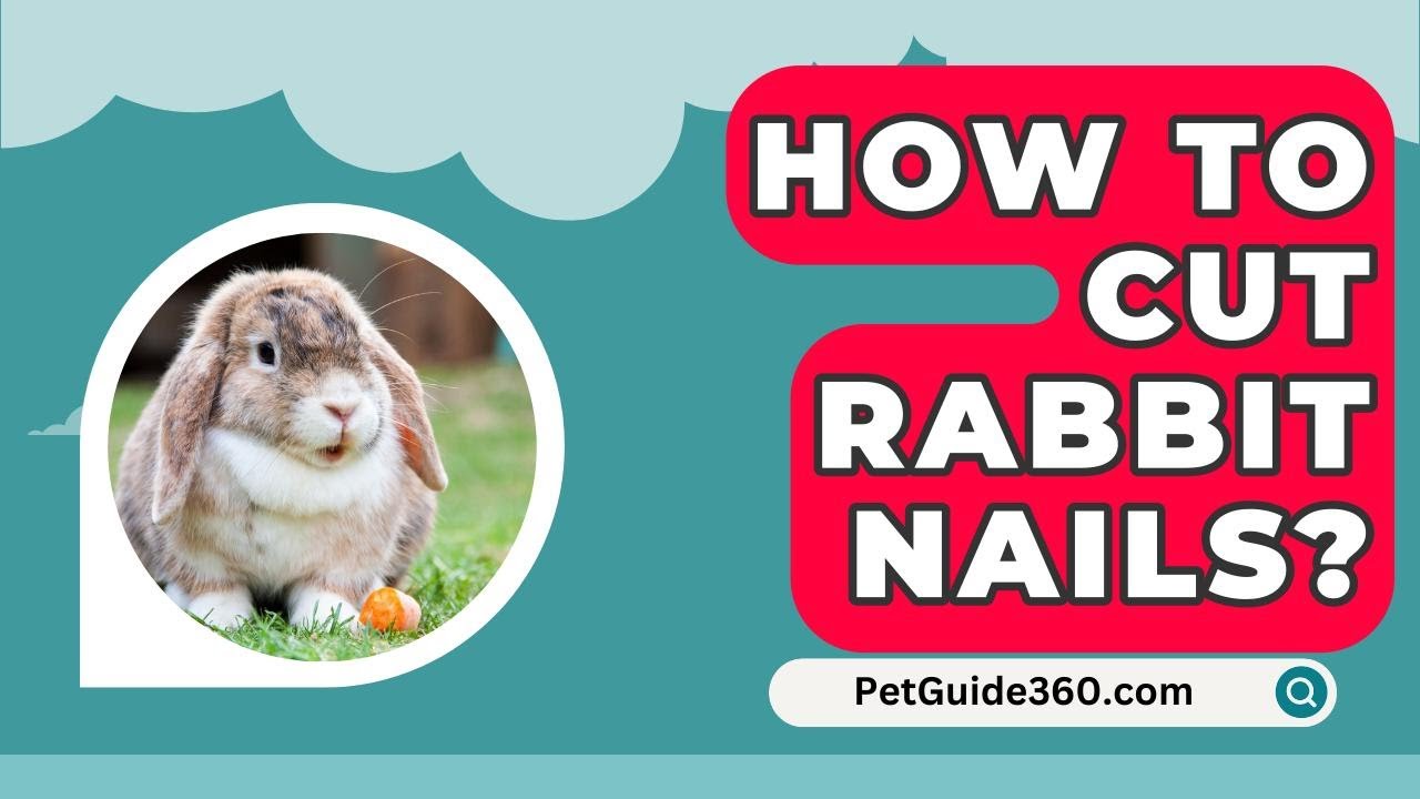 How To Cut Rabbit Nails? - PetGuide360.com - YouTube