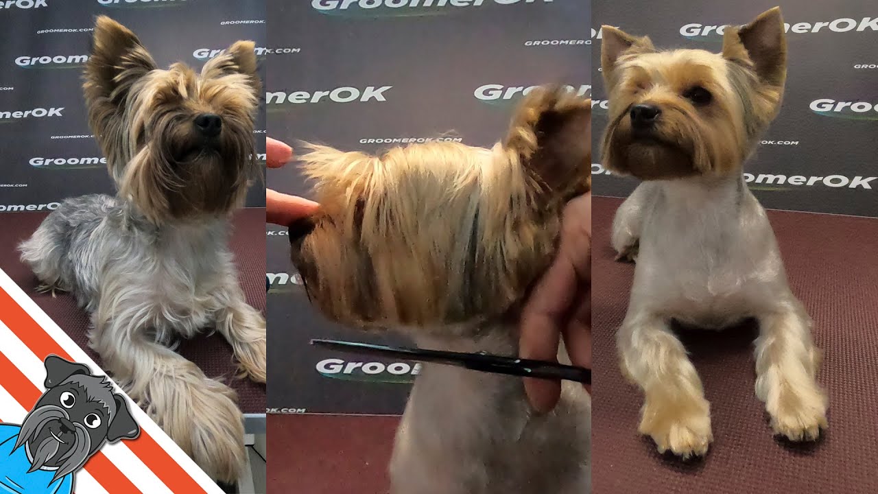 Yorkie head grooming - Haircut algorithm - YouTube