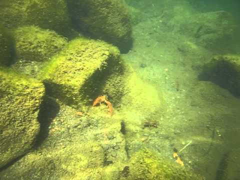 Hawaiian Crayfish - YouTube