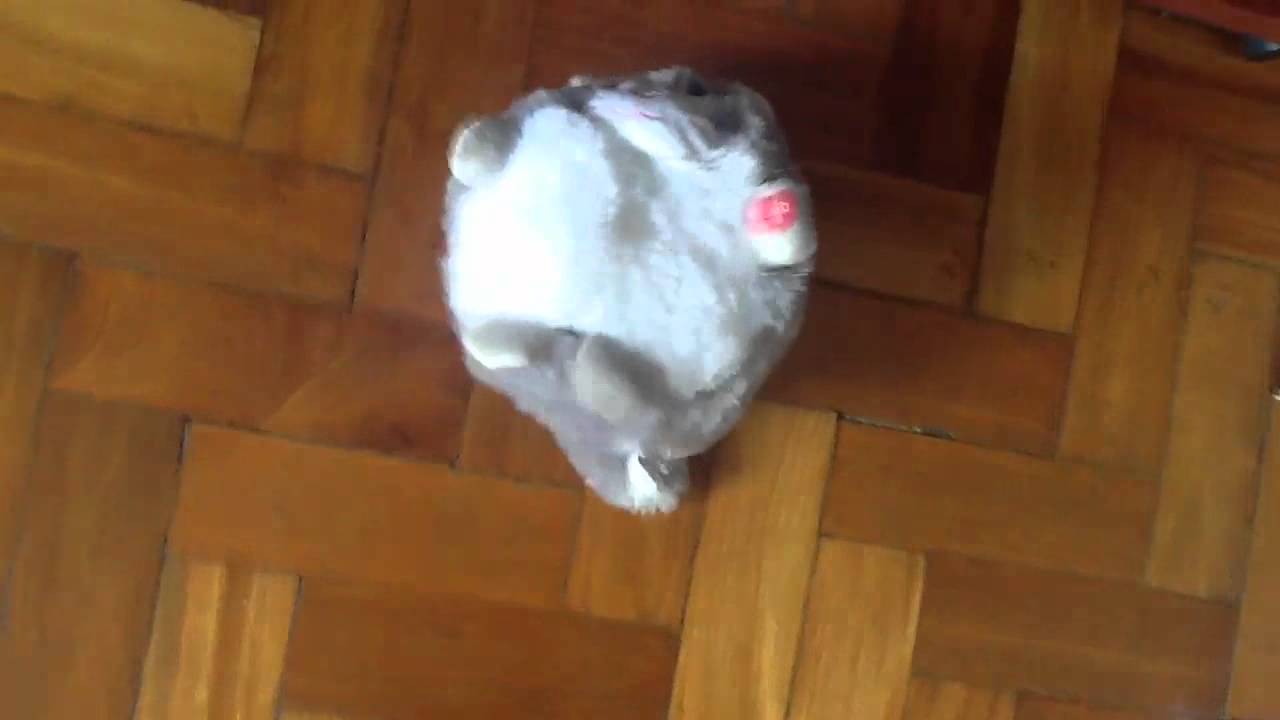 Meow! Crazy chinese cat toy - YouTube