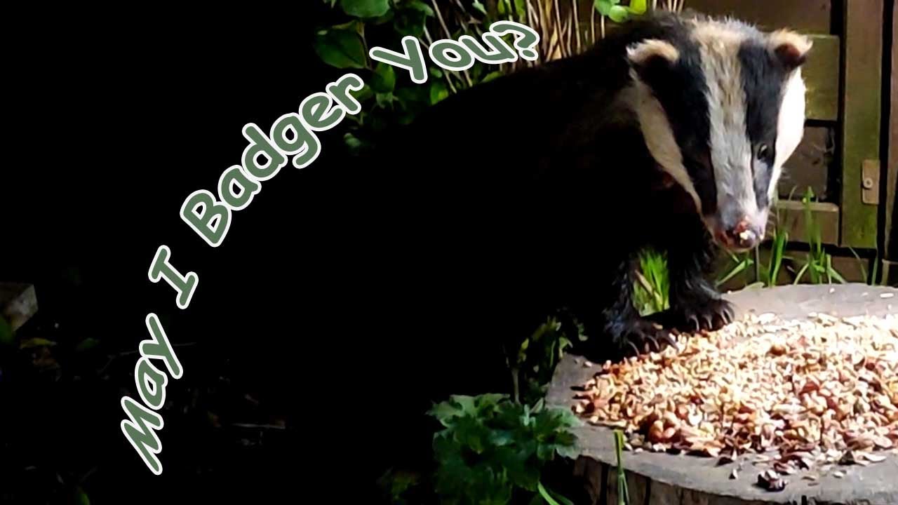 Working With Badger in May - YouTube