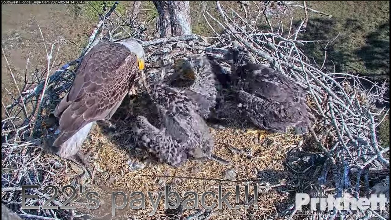 E22 Mantles Protects Food & Swipes at E21 - Important Milestones - Feb ...