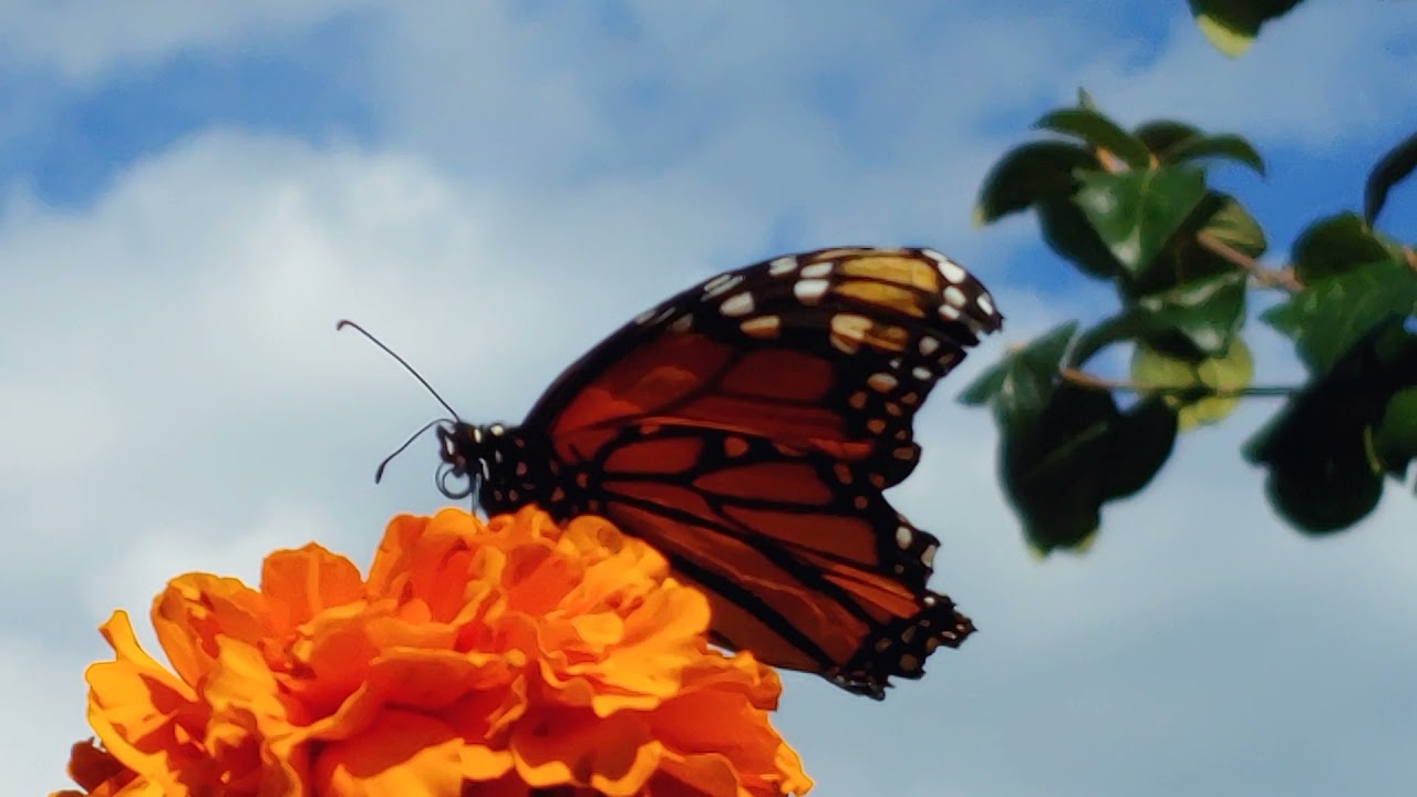 (1:12) Monarch over Sky and Earth ** Monarch Butterfly from CLOSE-UP ...