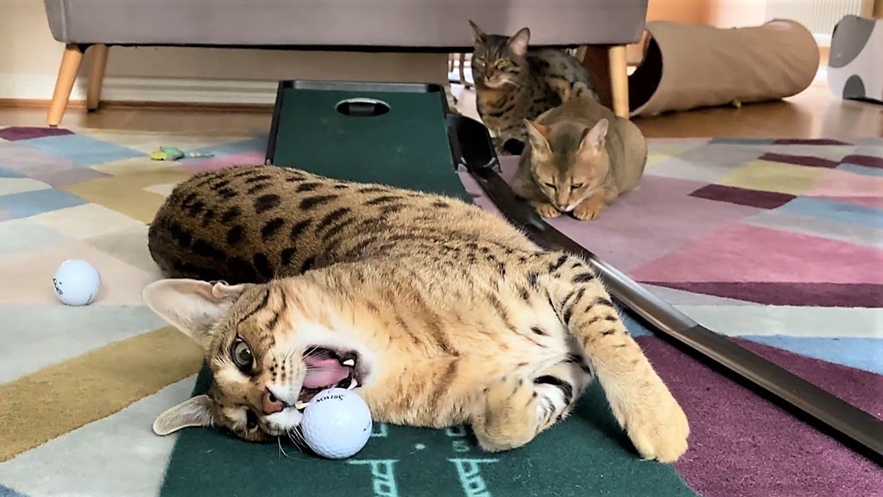 Crazy Golf for Cats - YouTube