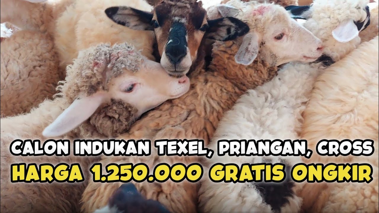 RIVIEW HARGA TEXEL, CROSS TEXEL, PRIANGAN MURAH DAN GRATIS ONGKIR ...