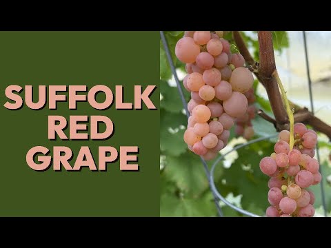 Suffolk Red Table Grape - YouTube