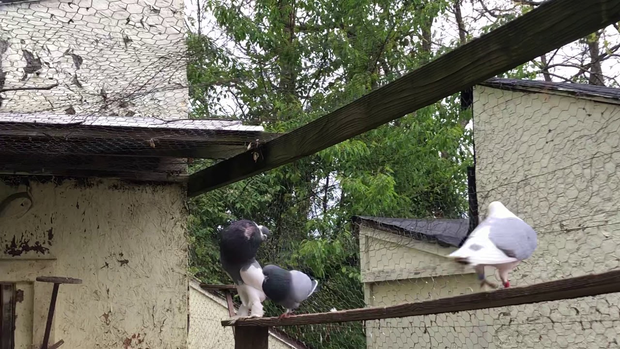 3 different breeds of pouters - YouTube