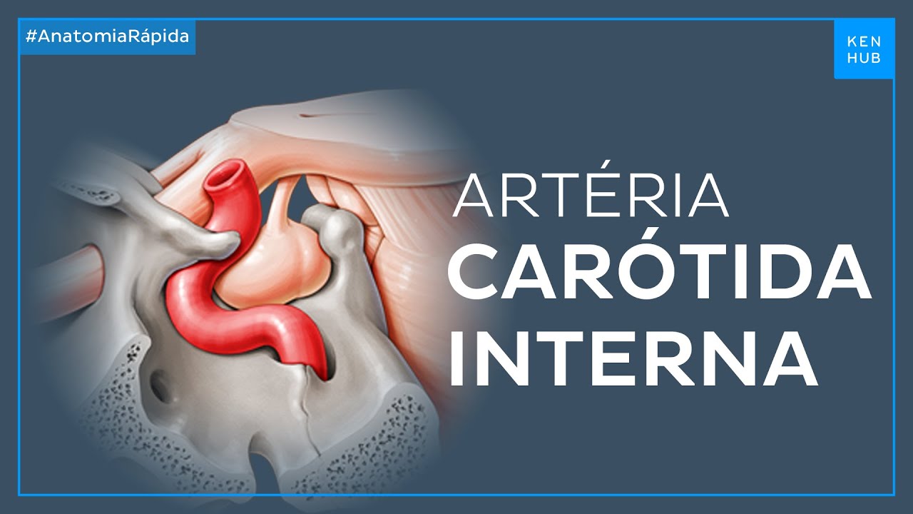 Artéria carótida interna - Anatomia Fácil | Kenhub - YouTube